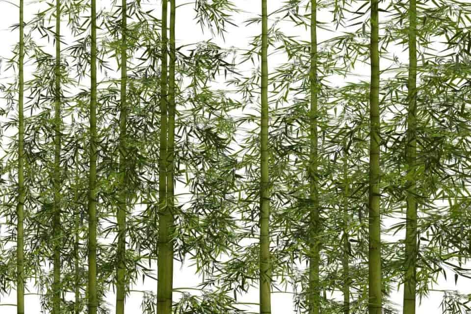 How Tall Does Bamboo Grow? (Explained)