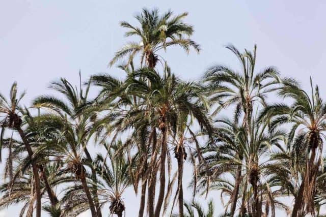 Top 6 Types of Palm Trees in South Africa