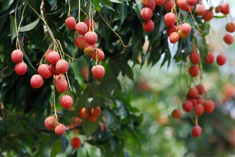 Top 10 Most Profitable Fruit Trees To Grow