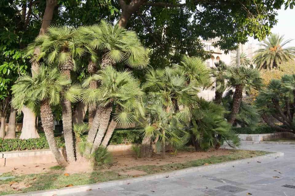 6 Different Types of Palm Trees in Arizona (With Pictures)