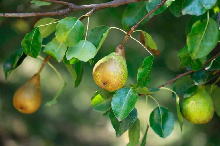 Top 10 Most Profitable Fruit Trees To Grow