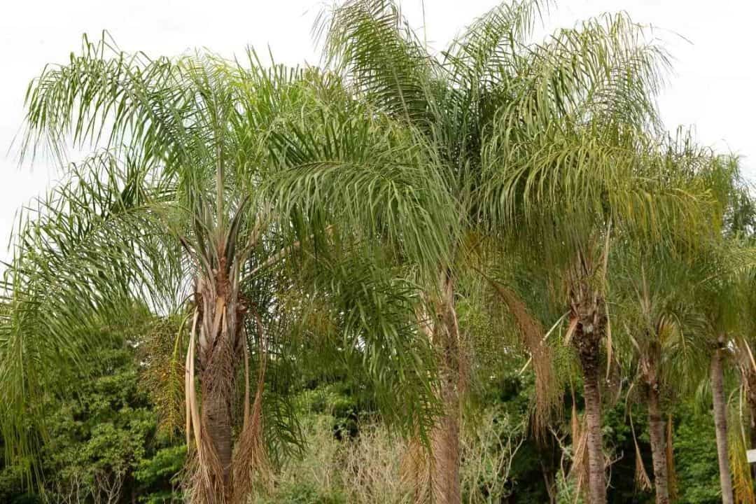 6 Different Types of Palm Trees in Arizona (With Pictures)