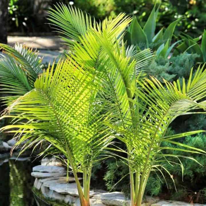 7 Popular Types of Palm Trees in Australia