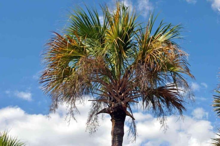 6 Popular Types of Palm Trees in California