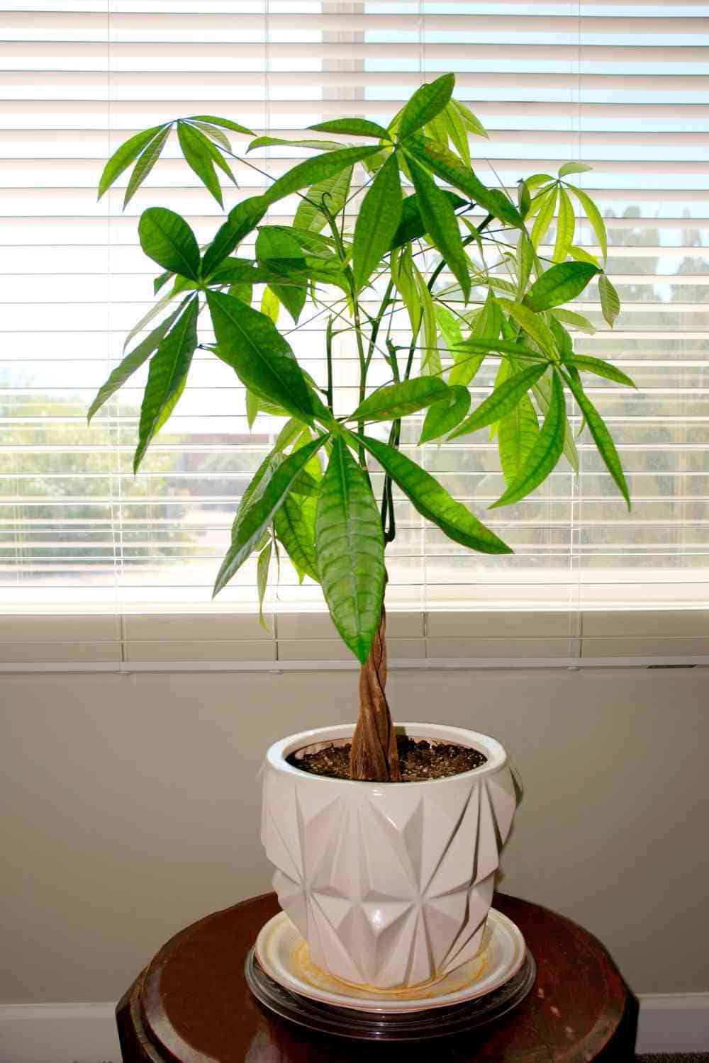 How To Revive A Dying Money Tree 6 Essential Steps 