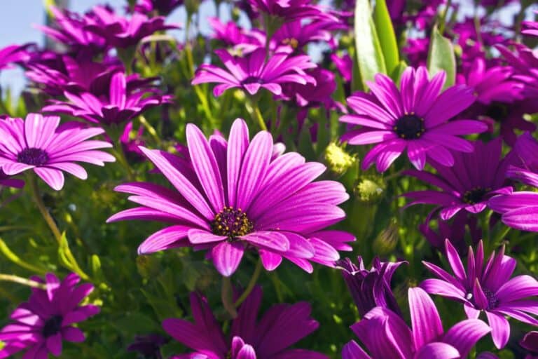 25 Purple Perennial Flowers and Growing Tips