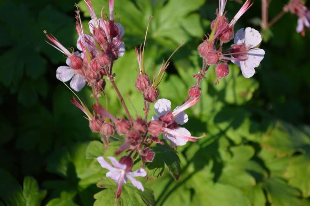 32 Perennial Geranium Varieties and Grow Guide
