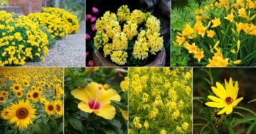 25 Yellow Perennial Flowers for a Vibrant Garden