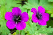 32 Perennial Geranium Varieties and Grow Guide