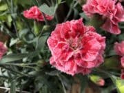 Top 20 Perennial Dianthus Varieties and Growing Guide