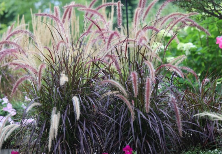 Top 25 Perennial Ornamental Grass Varieties and Growing Tips