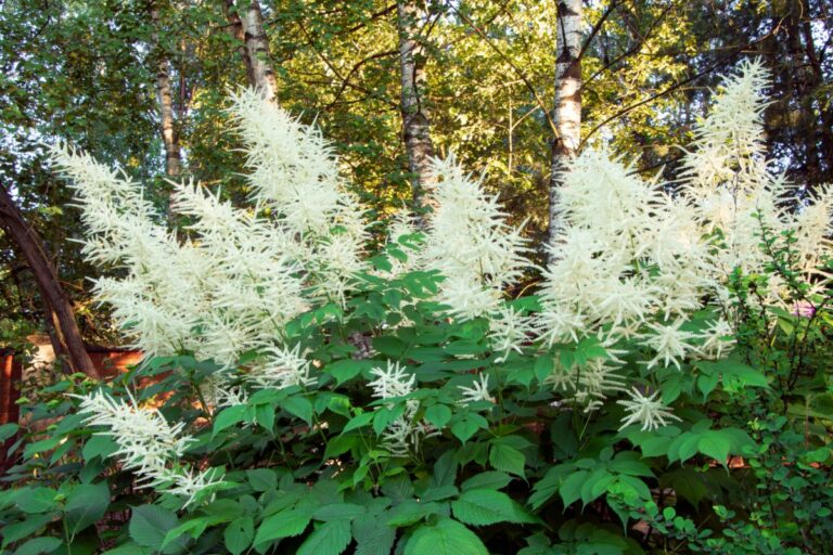 25 Tallest Perennial Flowers to Make Your Garden Stand out