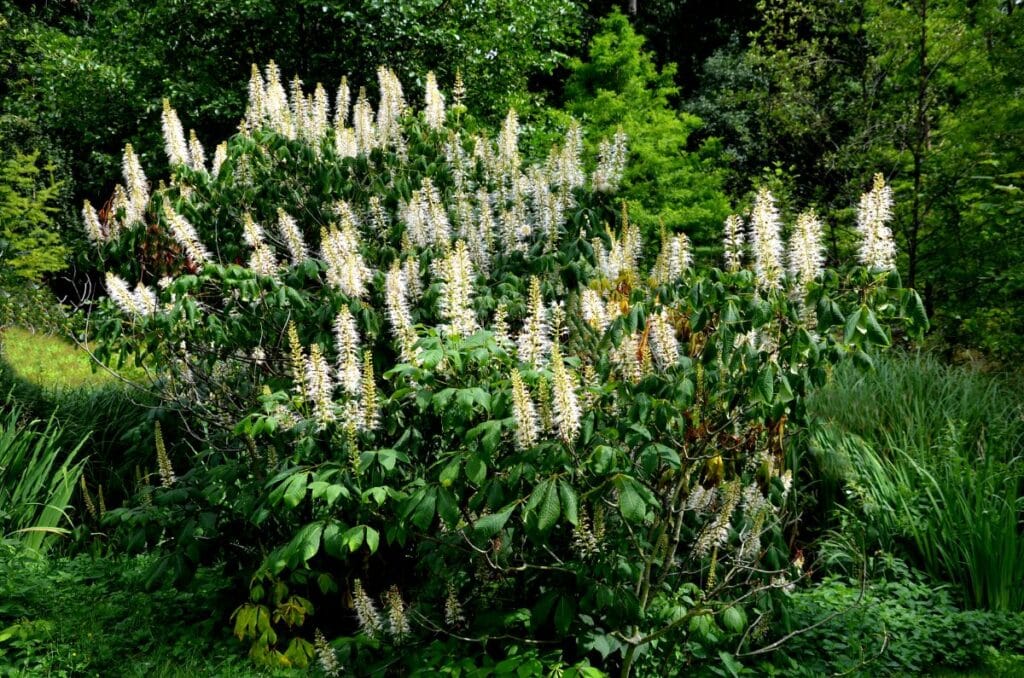 25 Perennial Shrubs That Are Easy to Grow