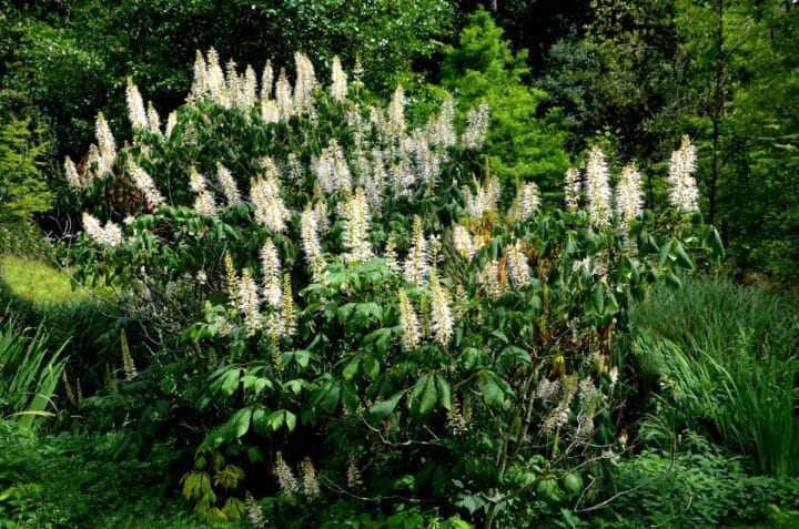 25 Perennial Shrubs That Are Easy to Grow