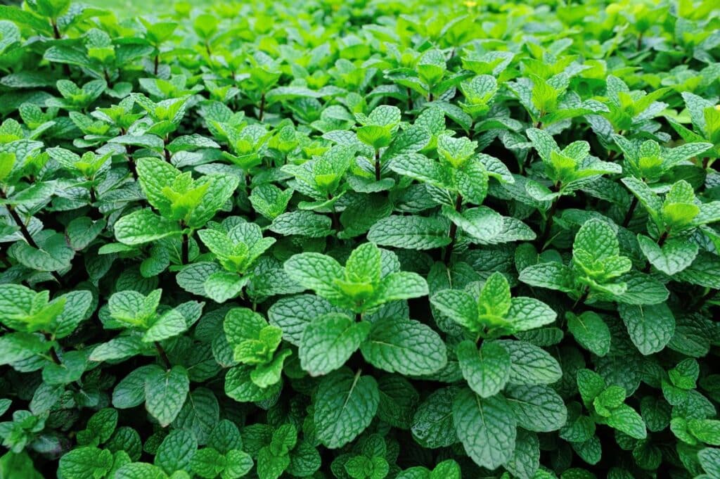 41 Perennial Herbs For A Frugal Garden + Growing Tips