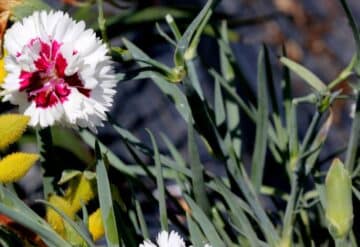 Top 20 Perennial Dianthus Varieties and Growing Guide