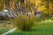 Top 25 Perennial Ornamental Grass Varieties and Growing Tips