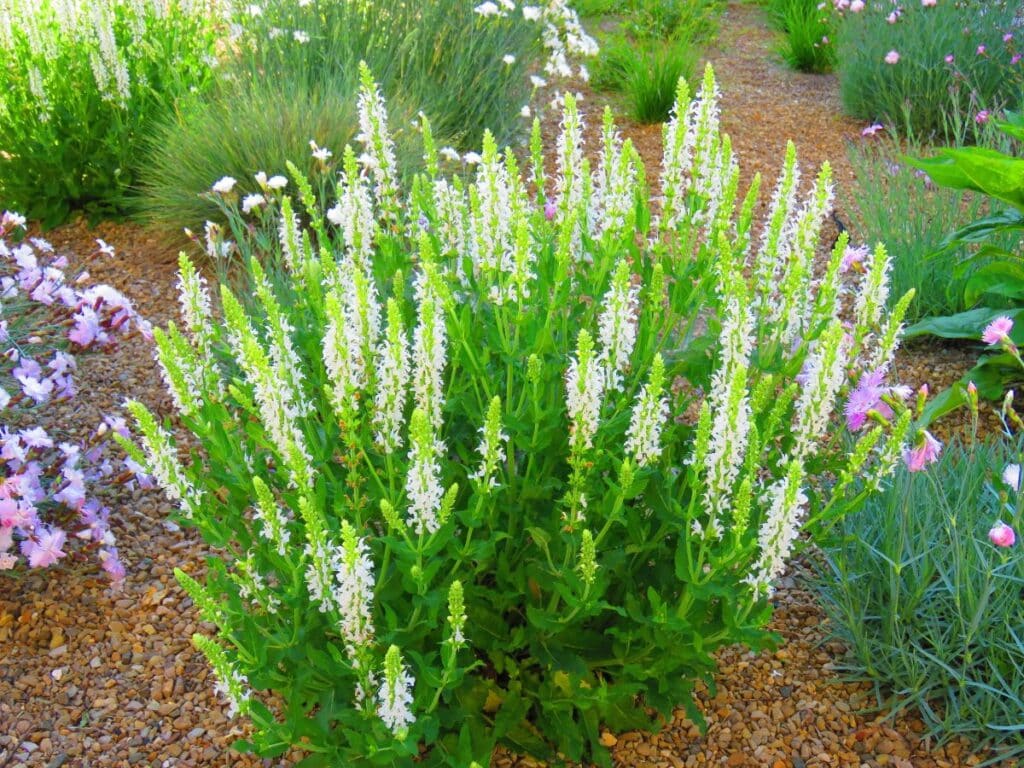 25 Perennial Shrubs That Are Easy to Grow