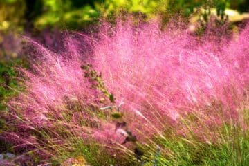 Top 25 Perennial Ornamental Grass Varieties and Growing Tips
