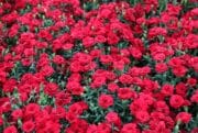 Top 20 Perennial Dianthus Varieties and Growing Guide