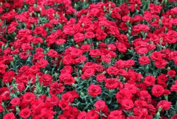 Top 20 Perennial Dianthus Varieties and Growing Guide