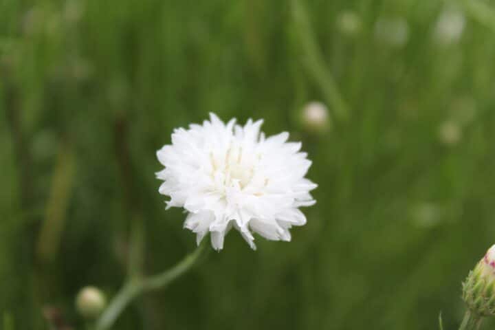 Top 20 Perennial Dianthus Varieties and Growing Guide