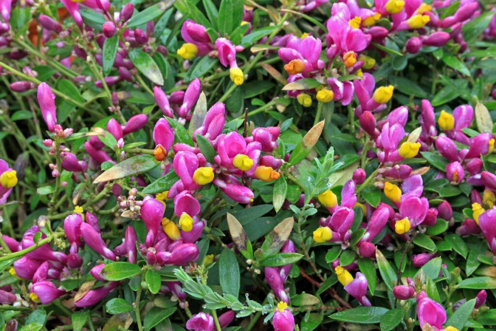 25 Perennial Ground Covers to Beautify Your Garden