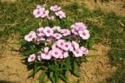 Top 20 Perennial Dianthus Varieties and Growing Guide