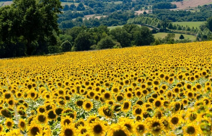 Top 13 Perennial Sunflower Varieties and Growing Guide