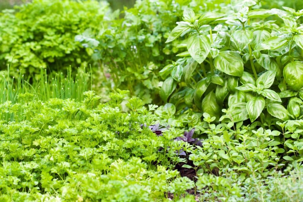 41 Perennial Herbs For A Frugal Garden + Growing Tips