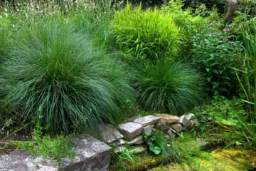 Top 25 Perennial Ornamental Grass Varieties and Growing Tips