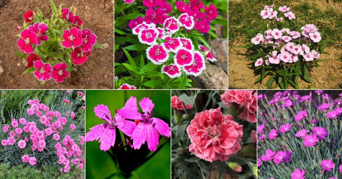 Top 20 Perennial Dianthus Varieties and Growing Guide