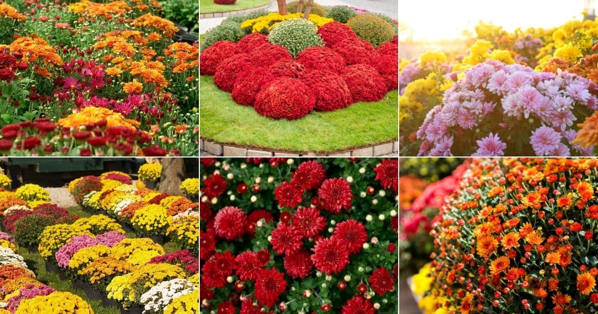 10 Mum's Gardening Tips To Achieve Endless Blooms This Fall