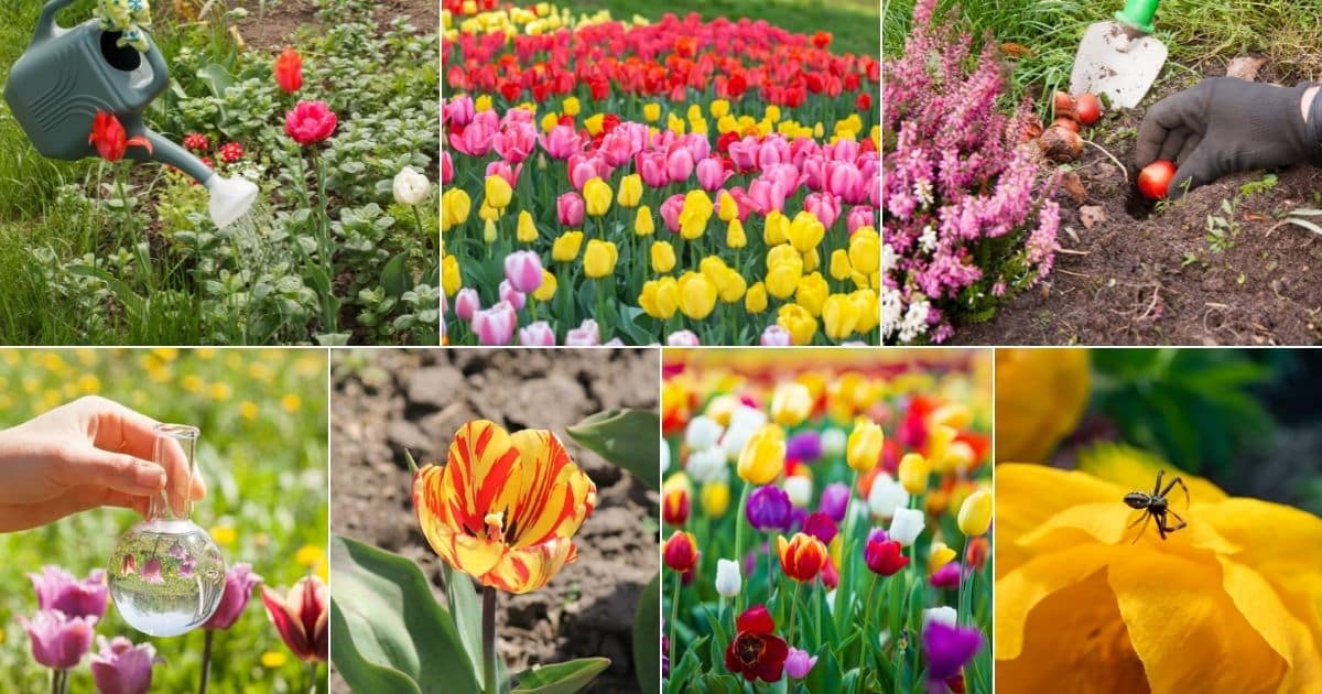 17 Tulip Growing Problems and Gardening Mistakes You Should Avoid