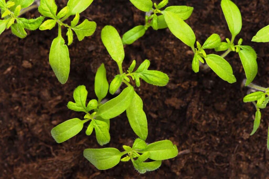 12 Different Tomato Plant Growth Stages