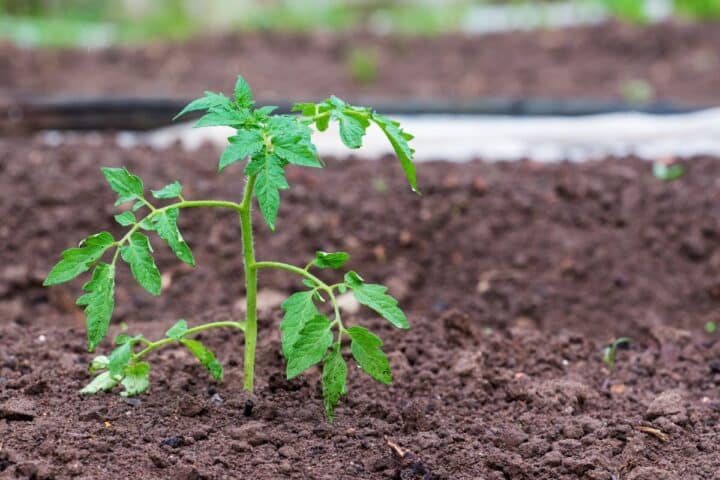 12 Different Tomato Plant Growth Stages