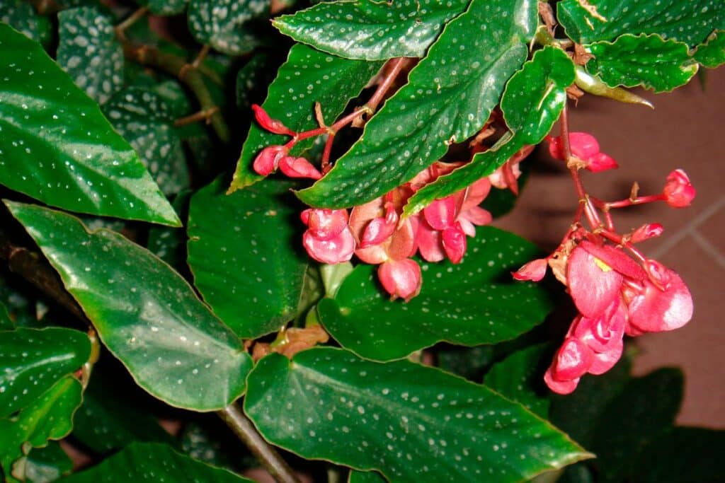 Angel Wing Begonia Growing Guide