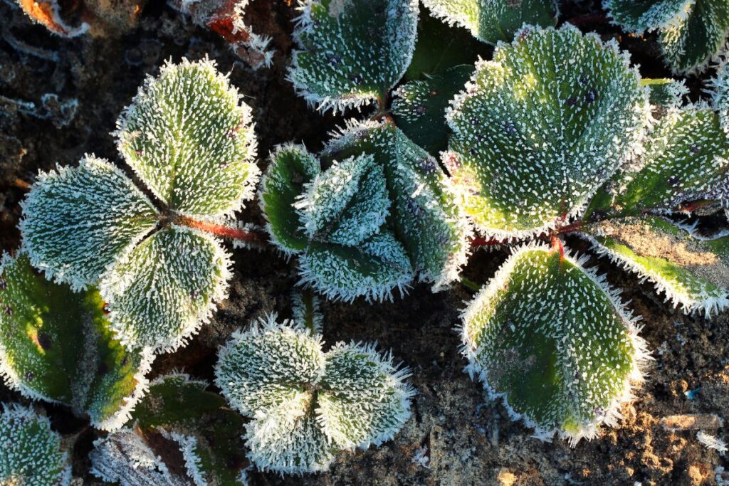 7 Steps To Prepare Your Strawberry Plants For Winter (Fall Strawberry ...