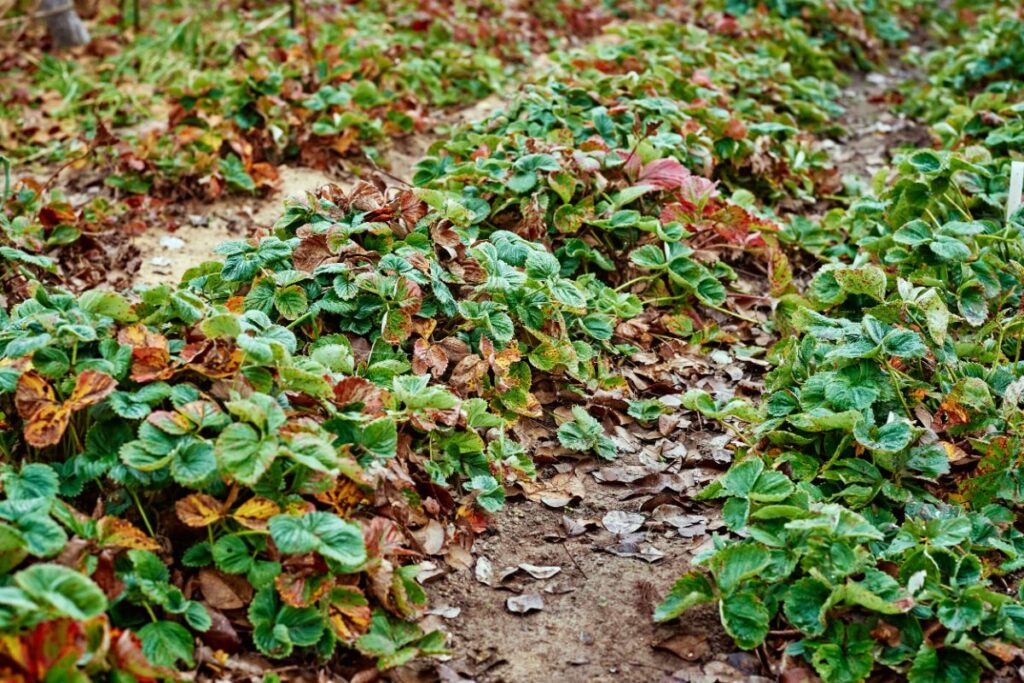 7 Steps To Prepare Your Strawberry Plants For Winter (Fall Strawberry ...