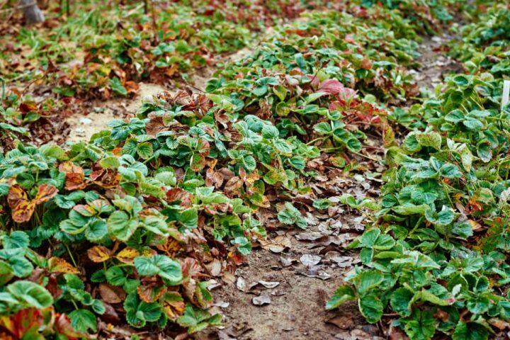 7 Steps To Prepare Your Strawberry Plants For Winter (Fall Strawberry ...