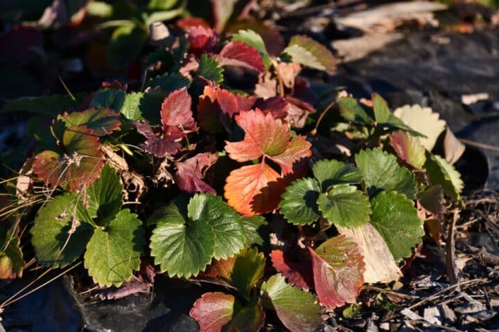 7 Steps To Prepare Your Strawberry Plants For Winter (Fall Strawberry ...