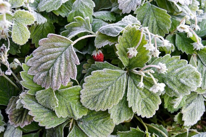 7 Steps To Prepare Your Strawberry Plants For Winter (Fall Strawberry ...