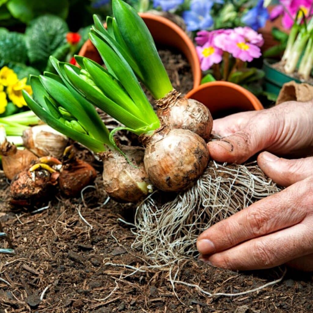 11 Best Free Plant Identification Apps (For Android & iOS)