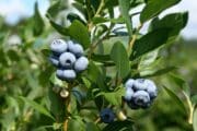 7 Blueberry Growth Stages (Blueberry Life Cycle)