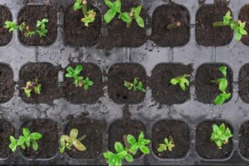 7 Blueberry Growth Stages (Blueberry Life Cycle)