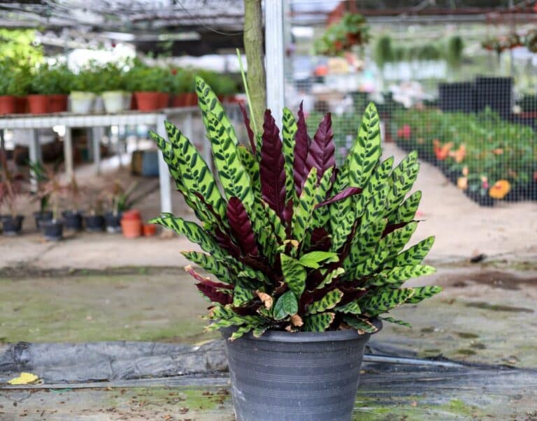 Calathea Lancifolia Grow And Care Guide