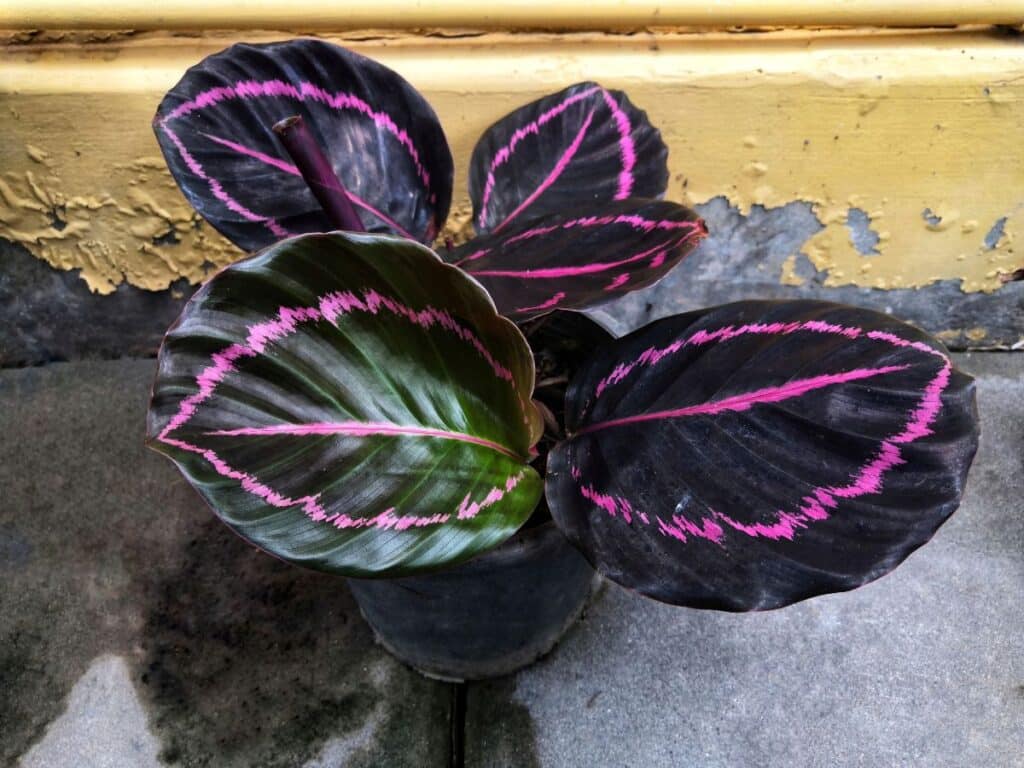 Calathea Roseopicta (Rose-Painted Calathea) Growing Guide