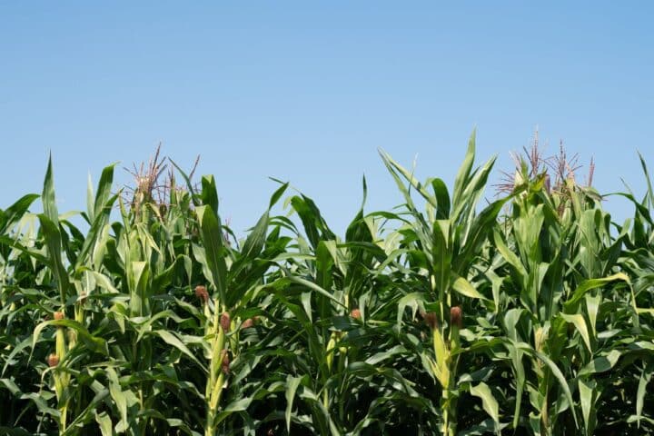 4 Different Corn Growth Stages