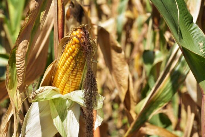 4 Different Corn Growth Stages
