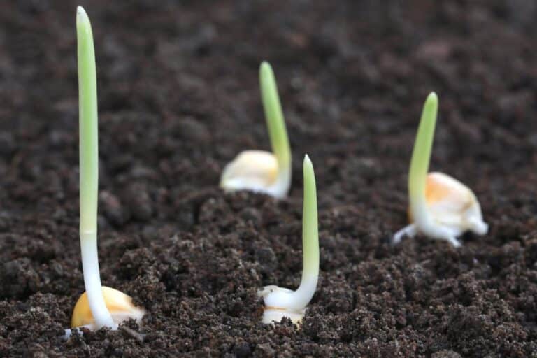 4 Different Corn Growth Stages